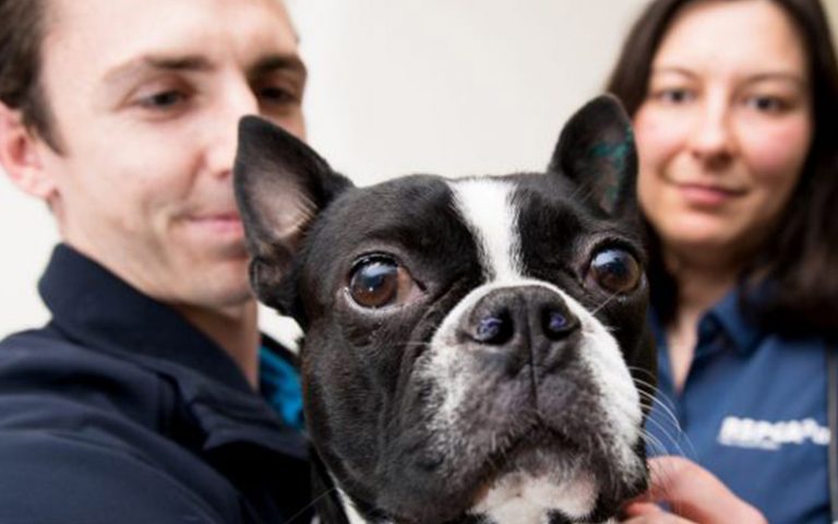 Pugs, English bulldogs, French bulldogs, Boston terriers: being ...